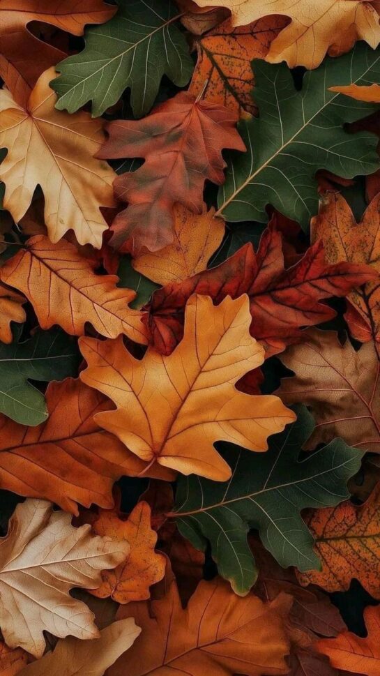 25+ Stunning And Dreamy Fall Phone Wallpapers