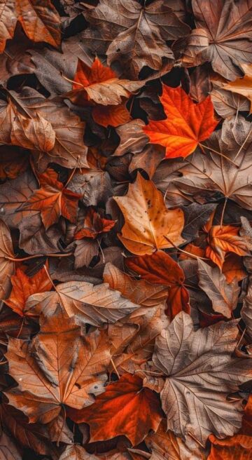 25+ Stunning And Dreamy Fall Phone Wallpapers