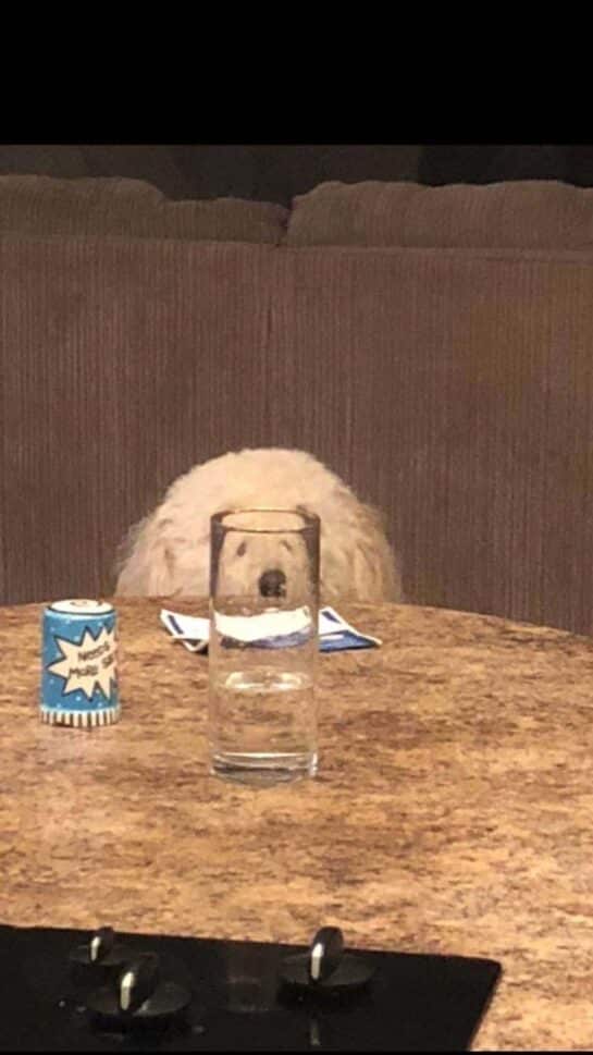 People Are Sharing Hilarious Distorted Pictures Of Animals Through Glasses