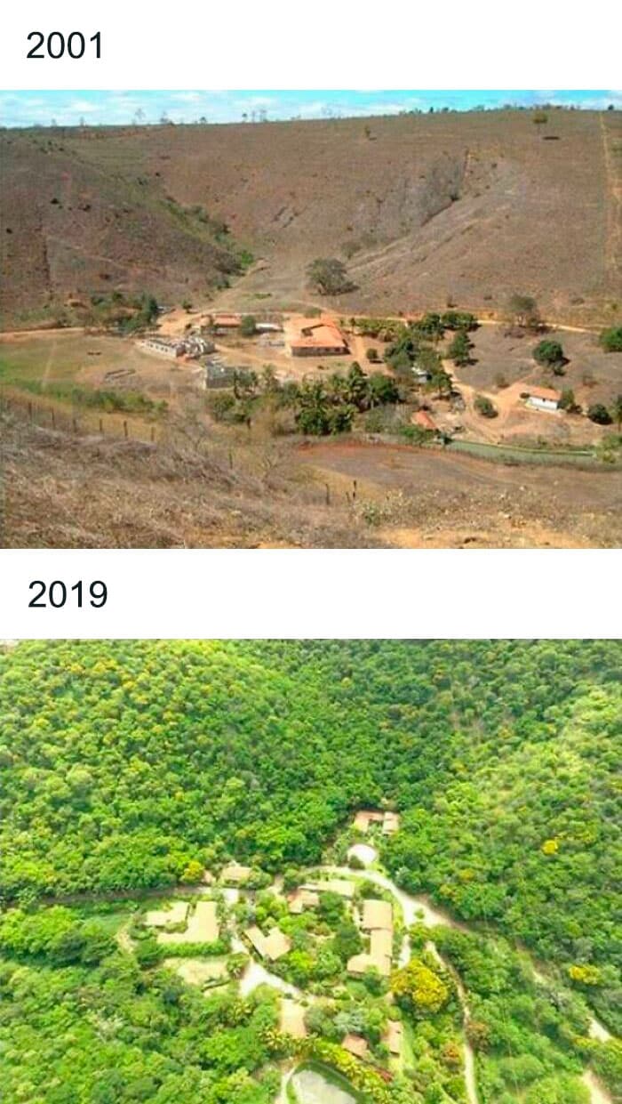 10 People Shared Before And After Pictures Of Trees Growing Through The ...