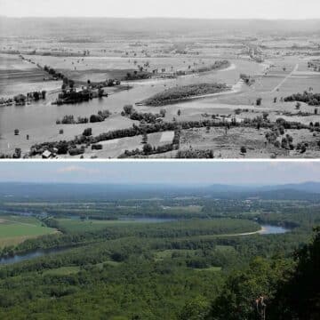 10 People Shared Before And After Pictures Of Trees Growing Through The ...