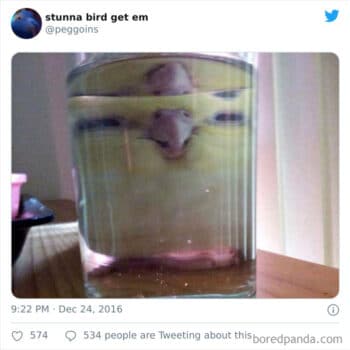 People Are Sharing Hilarious Distorted Pictures Of Animals Through Glasses