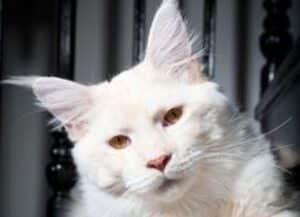 19 Rare Albino Animals