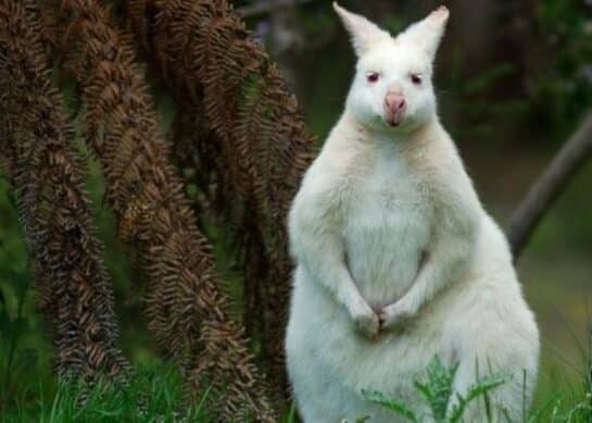 19 Rare Albino Animals