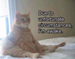 20 Funny Cat Memes For Tired Hoomans Tempted to Trade Work for Purrs