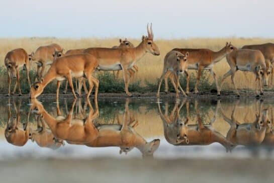 Top 10 Most Interesting Animals in the World