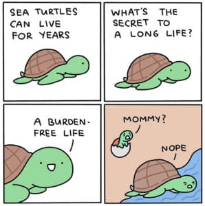 20 Turtle Memes: Slow, Steady, And Absolutely Hilarious