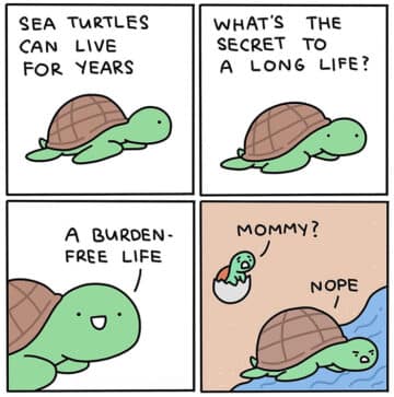20 Turtle Memes: Slow, Steady, And Absolutely Hilarious
