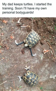 20 Turtle Memes: Slow, Steady, And Absolutely Hilarious