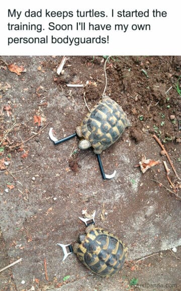 20 Turtle Memes: Slow, Steady, And Absolutely Hilarious