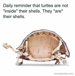 20 Turtle Memes: Slow, Steady, And Absolutely Hilarious