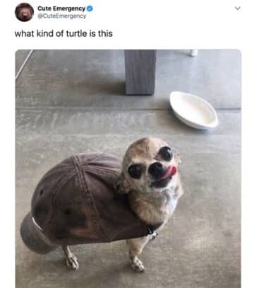 20 Turtle Memes: Slow, Steady, And Absolutely Hilarious