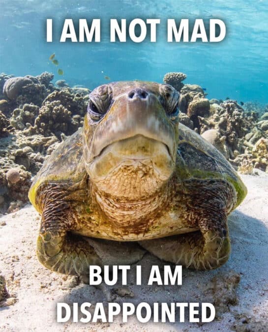 20 Turtle Memes: Slow, Steady, And Absolutely Hilarious