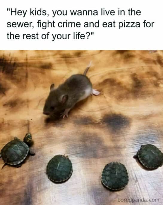 20 Turtle Memes: Slow, Steady, And Absolutely Hilarious