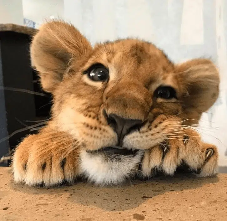 Top 15 Cutest Animals Of The Week To Start The Day With An 'Aww'