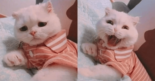 Top 15 Cutest Animals Of The Week To Start The Day With An 'Aww'