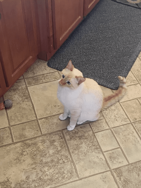 Top 15 Cutest Animals Of The Week To Start The Day With An 'Aww'