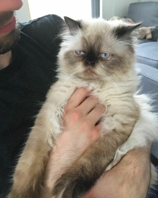 30 Socially Awkward Cats Reacting Hilariously To “Hugs”