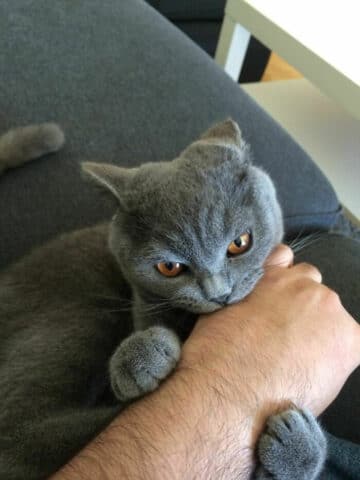 30 Socially Awkward Cats Reacting Hilariously To “Hugs”