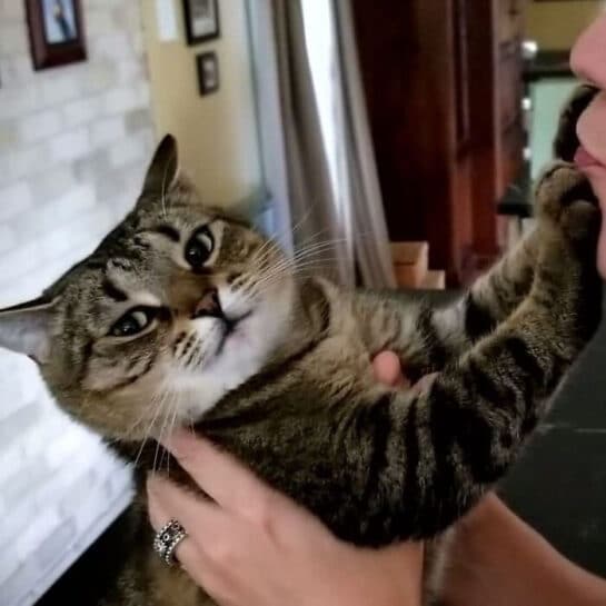 30 Socially Awkward Cats Reacting Hilariously To “Hugs”