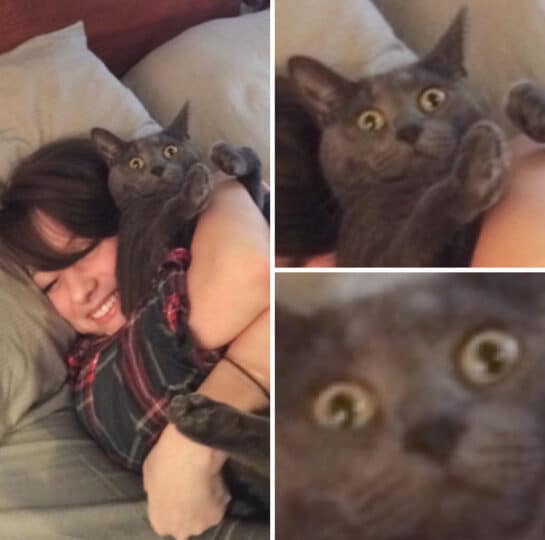 30 Socially Awkward Cats Reacting Hilariously To “Hugs”
