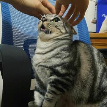 30 Socially Awkward Cats Reacting Hilariously To “Hugs”