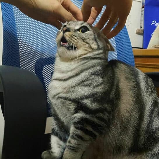 30 Socially Awkward Cats Reacting Hilariously To “Hugs”