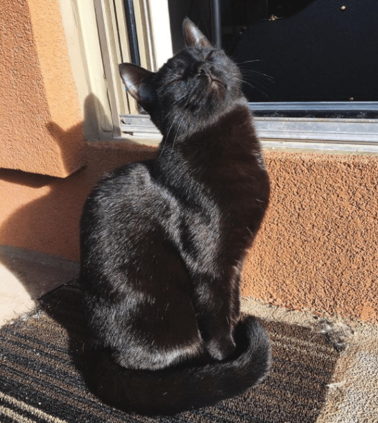 16 Charming Black Cats That Can Bring Anything But Bad Luck