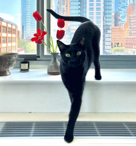 16 Charming Black Cats That Can Bring Anything But Bad Luck