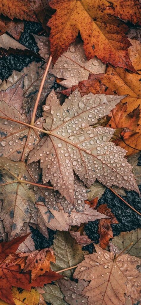 25+ Stunning And Dreamy Fall Phone Wallpapers