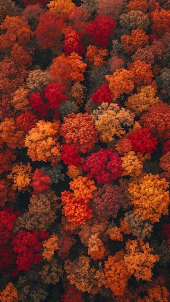25+ Stunning And Dreamy Fall Phone Wallpapers
