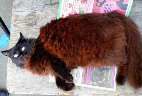 16 Charming Black Cats That Can Bring Anything But Bad Luck