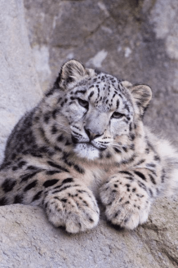 Top 15 Cutest Animals Of The Week To Start The Day With An 'Aww'