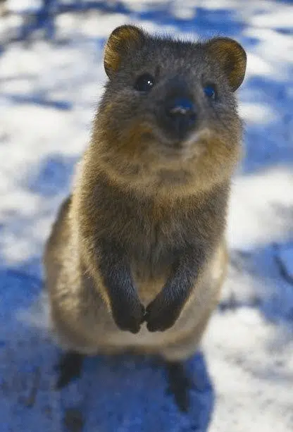 Top 15 Cutest Animals Of The Week To Start The Day With An 'Aww'