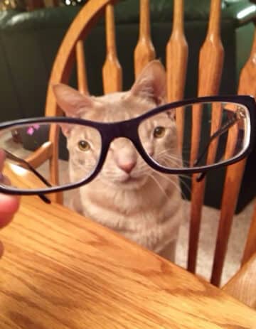 People Are Sharing Hilarious Distorted Pictures Of Animals Through Glasses