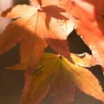 Take This Cozy Quiz To Find Your Fall Aesthetic