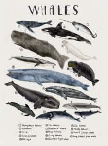 The Hidden Ocean World Stunning Sea Animal Pictures