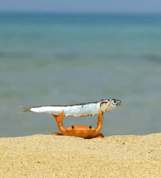 The Hidden Ocean World Stunning Sea Animal Pictures