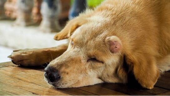 10 Early Warning Signs of Cancer in Dogs Every Pet Owner Should Know